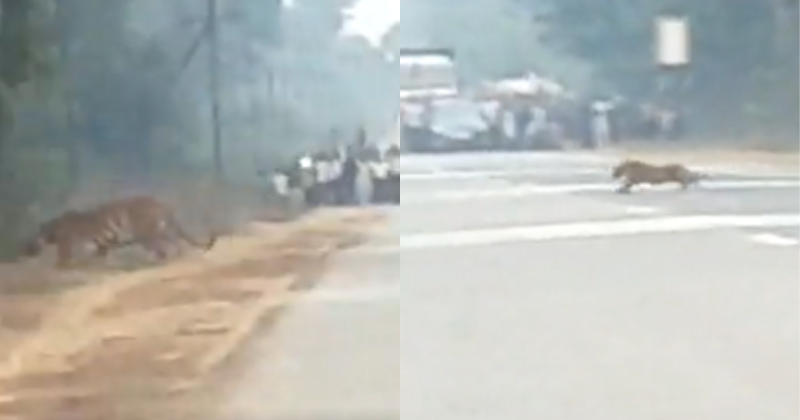 Video Of Tiger And Cub Crossing Road As Traffic Waits Goes Viral
