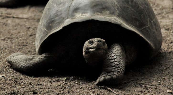 Giant Tortoises Ruled Indian Ocean Islands Long Before Humans Surfaced ...