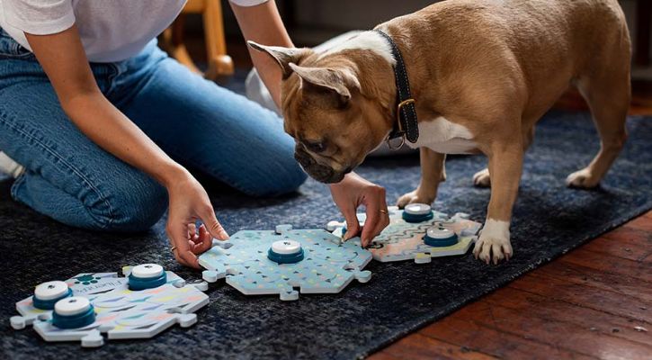 This Push-Button System For Dogs Helps Them Talk To Their Owner