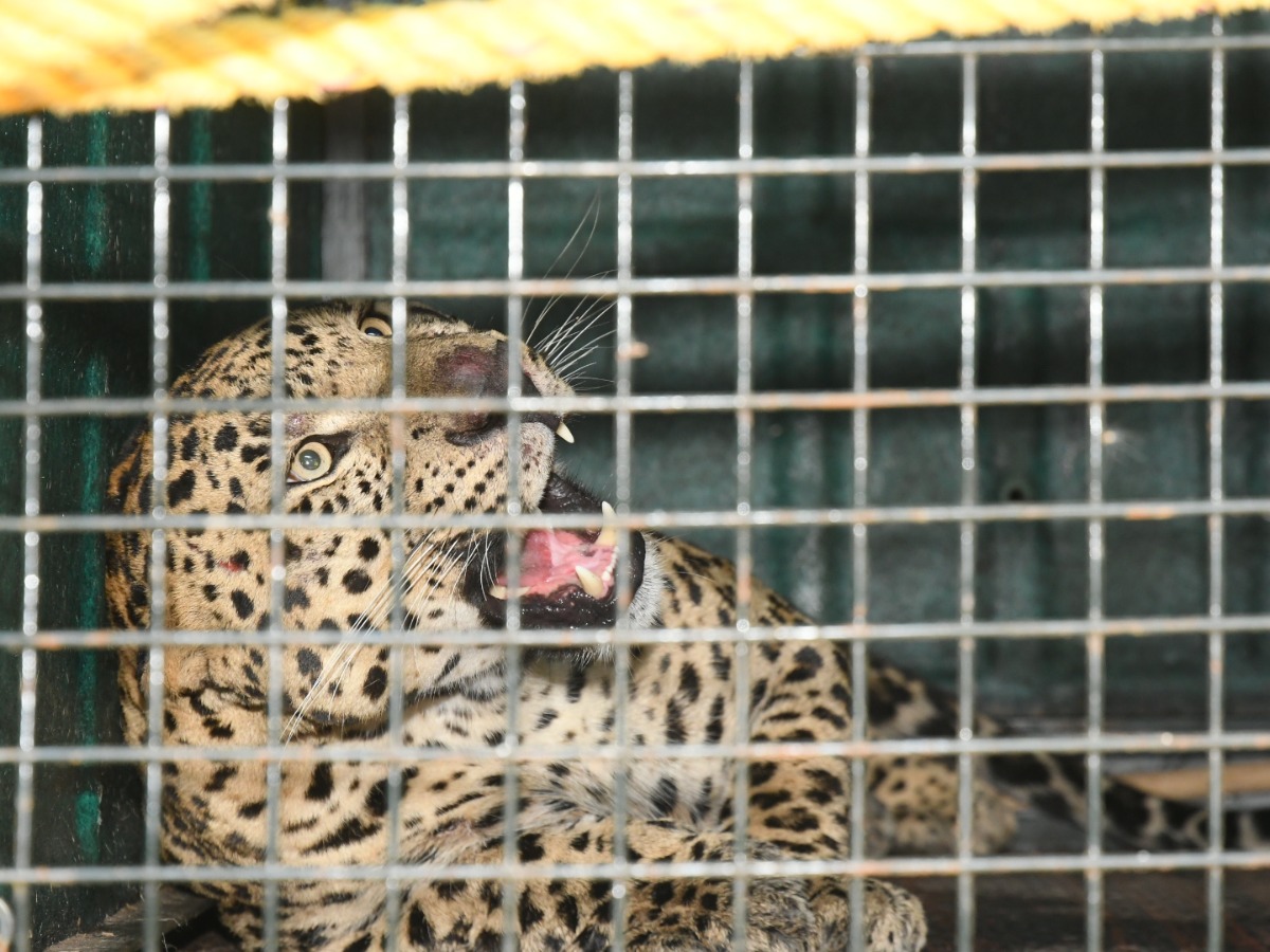 Leopard That Killed An 11-Year-Old Boy, Terrorised Residents, Captured ...