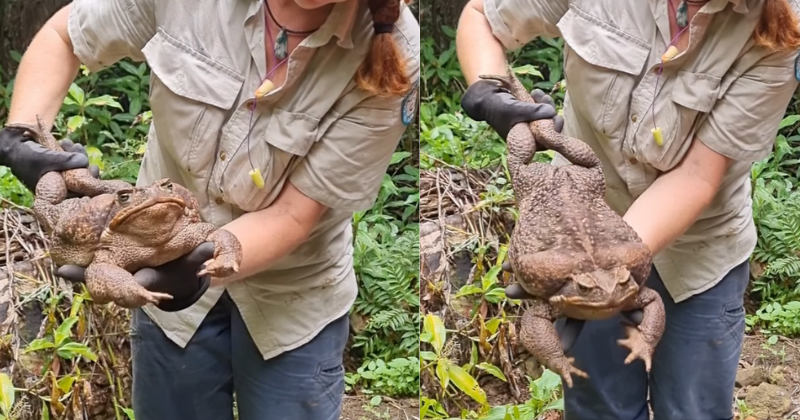 Cane Toad Found In Australia, Named 'Toadzilla'