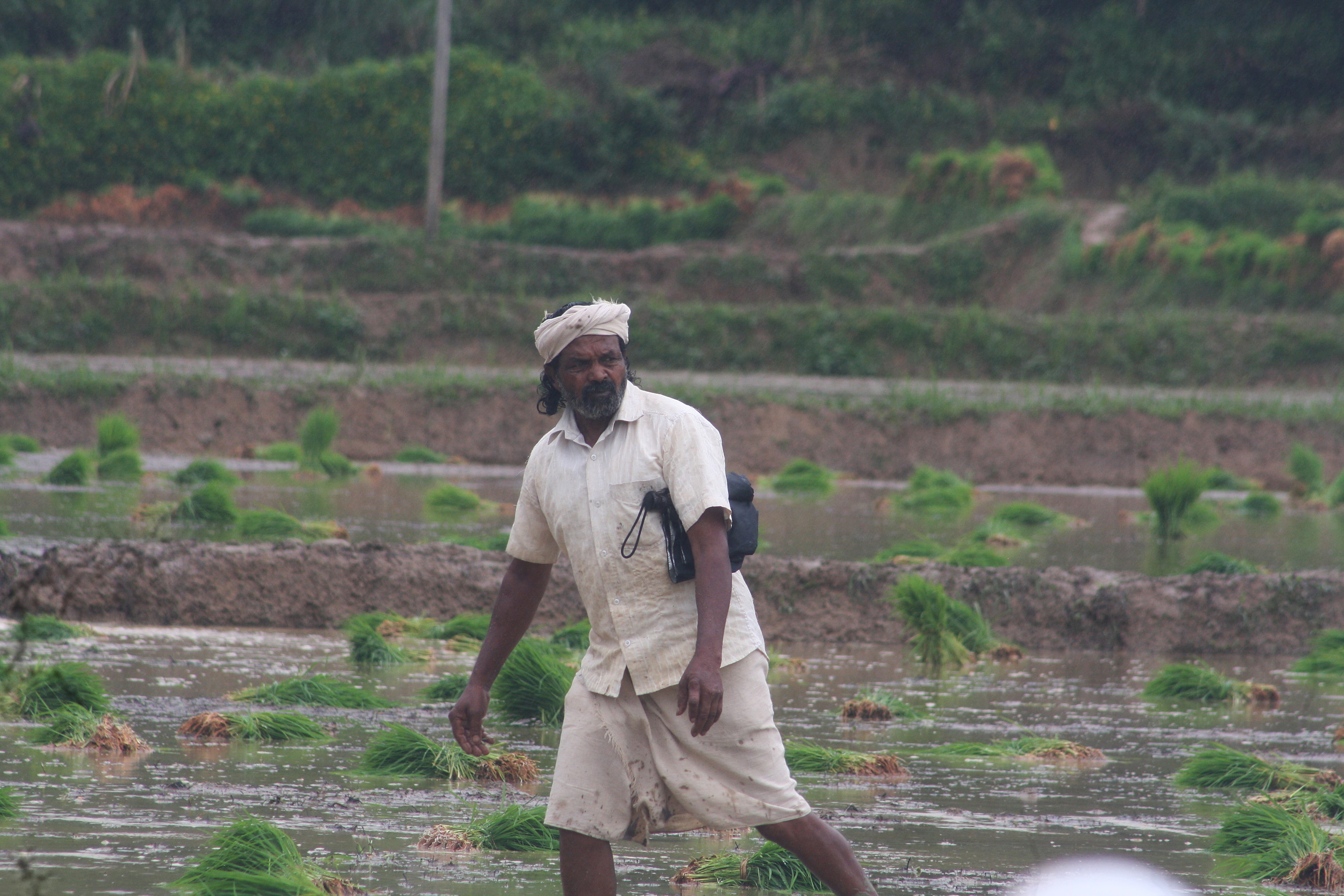 Kerala Tribal Man, A Guardian Of Over 50 Indigenous Paddy Seeds Wins ...