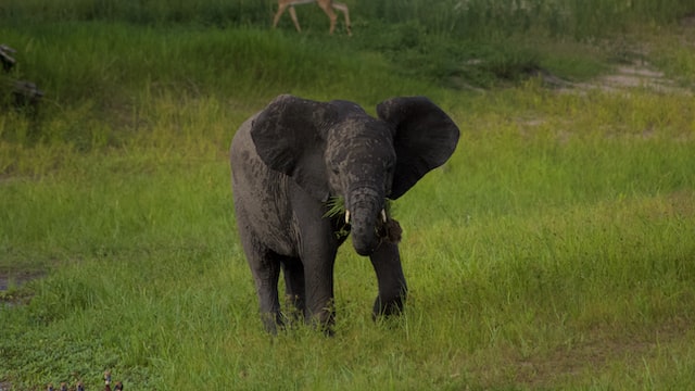 Elephant Teaching Baby How To Cross Road Wins Hearts Online