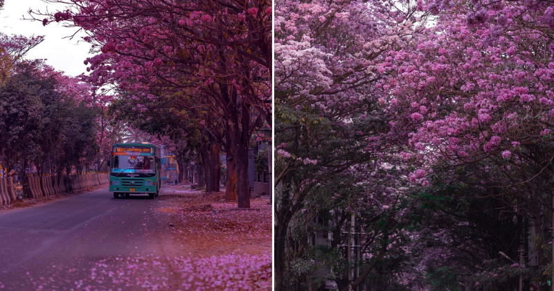 Bengaluru 2023: The Pink Trumpets Blossoms