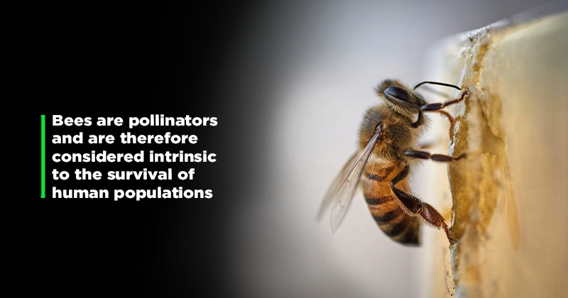 World's First Vaccine To Protect Bee Populations Approved In The US