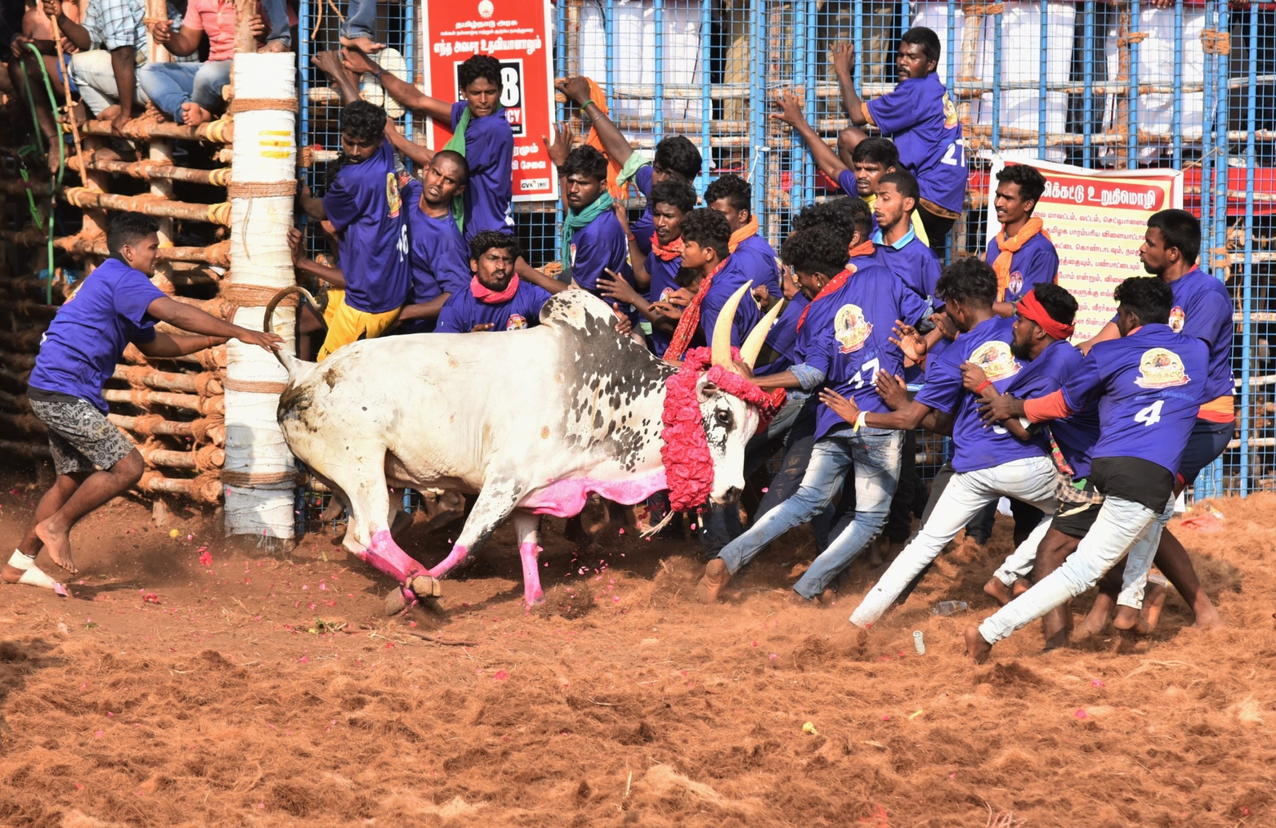 Man Who Tamed Nine Bulls Gored To Death While Attempting His Tenth ...