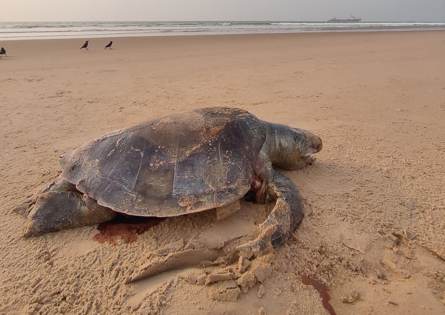 Olive Ridley Turtle Breeding Season Has Started, But Low Nesting In ...