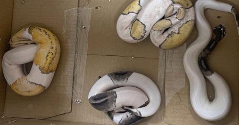 18 Exotic Creatures, Including 14 Pythons Trafficked From Thailand ...