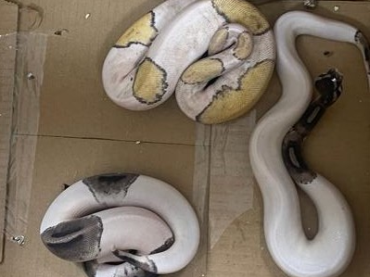 18 Exotic Creatures, Including 14 Pythons Trafficked From Thailand ...