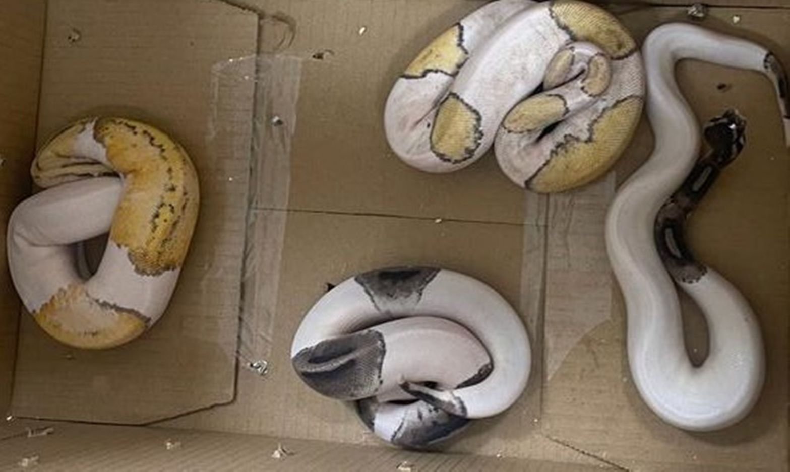 18 Exotic Creatures, Including 14 Pythons Trafficked From Thailand ...