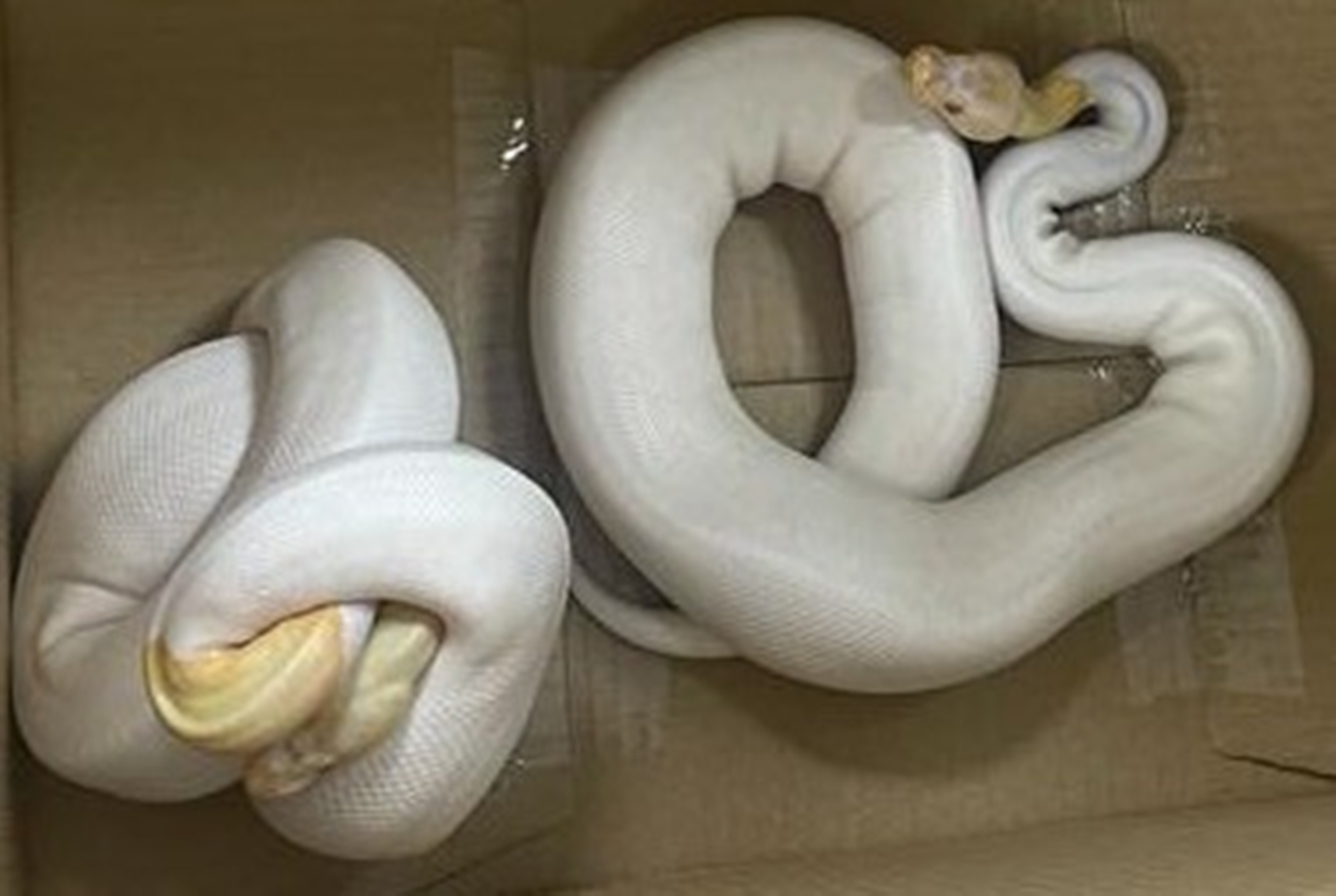 18 Exotic Creatures, Including 14 Pythons Trafficked From Thailand ...