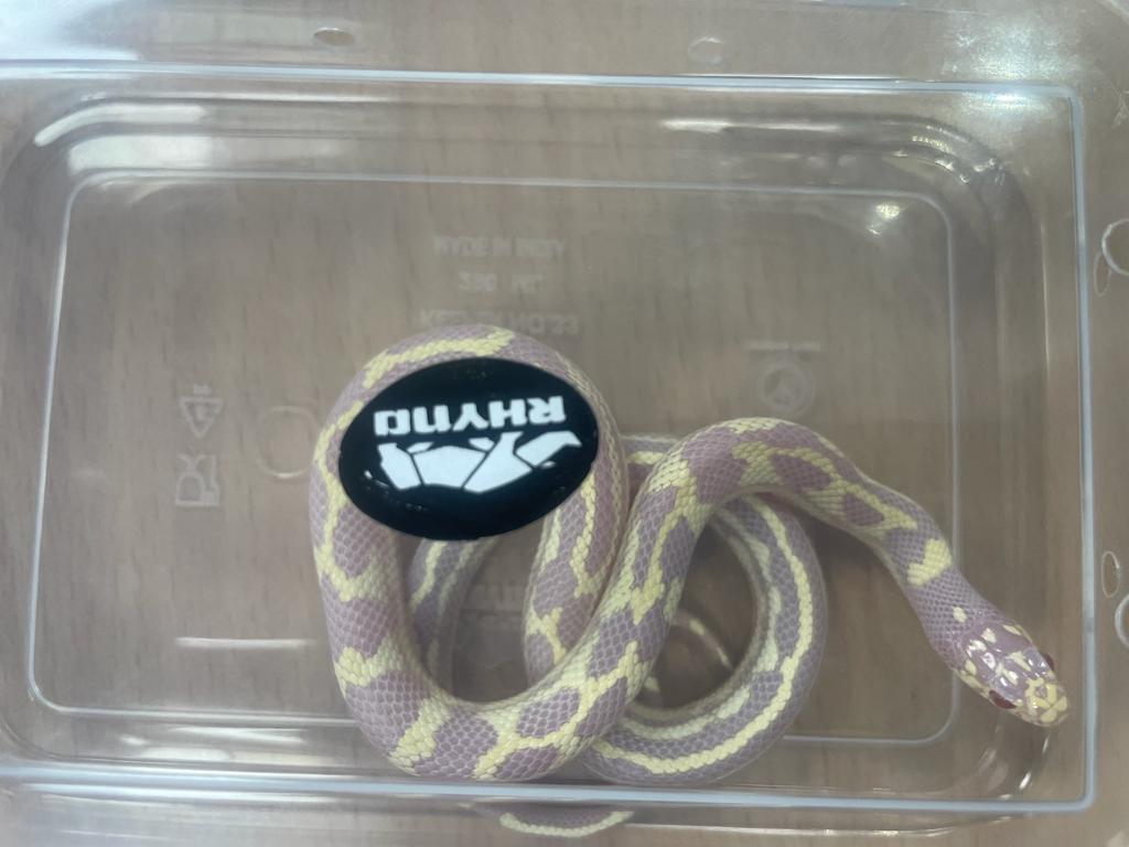 18 Exotic Creatures, Including 14 Pythons Trafficked From Thailand ...