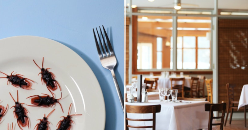 Chef Releases 20 Cockroaches Into Restaurant Kitchen After Fight