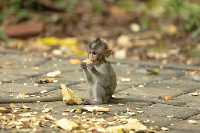 Video Of Monkey Teaching Its Child A Food Lesson Goes Viral