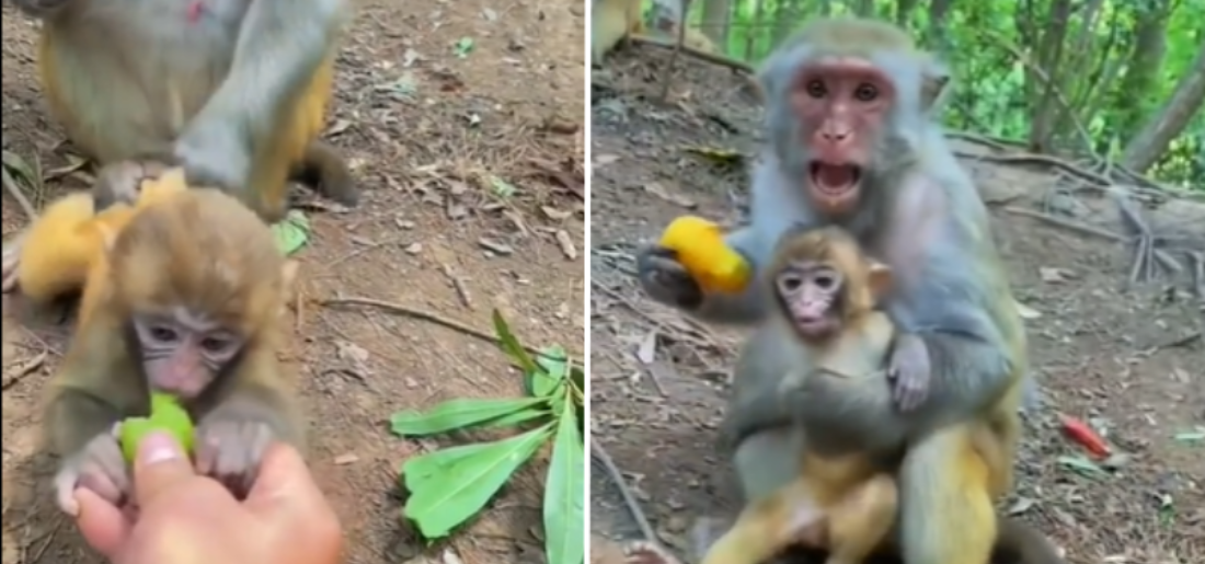 Video Of Monkey Teaching Its Child A Food Lesson Goes Viral