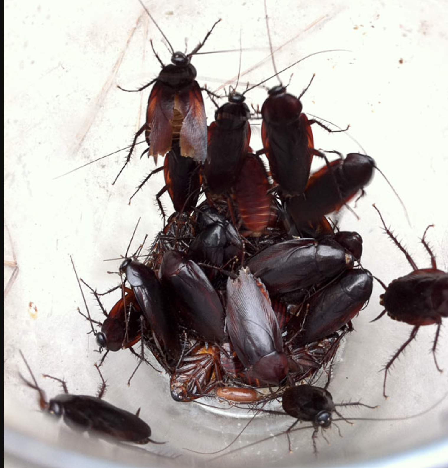UK Chef Releases 20 Cockroaches In Pub Kitchen After Dispute With Boss