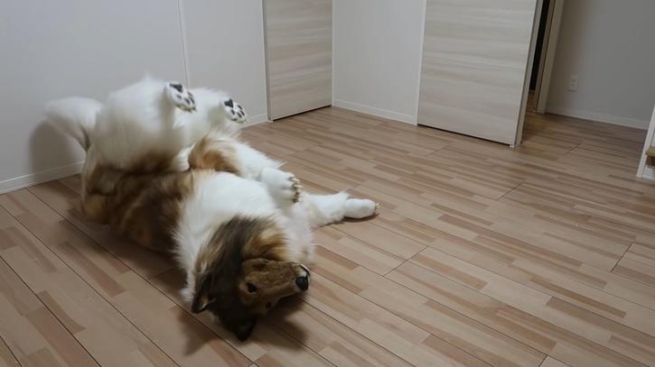 Man Who Became A Dog Reveals Why He Did It