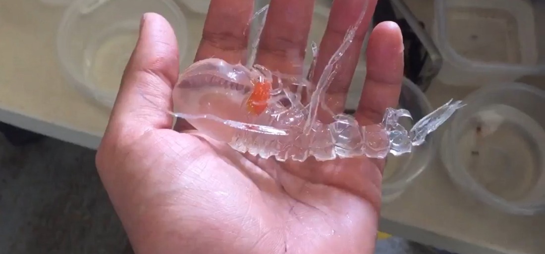 'Totally Transparent' Deep Ocean Creature Discovered