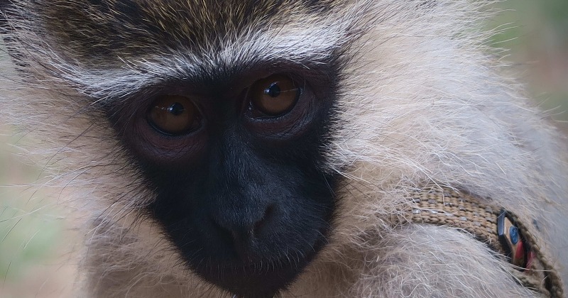 Why This Caribbean Country Is Planning To Capture And Kill An Entire ...