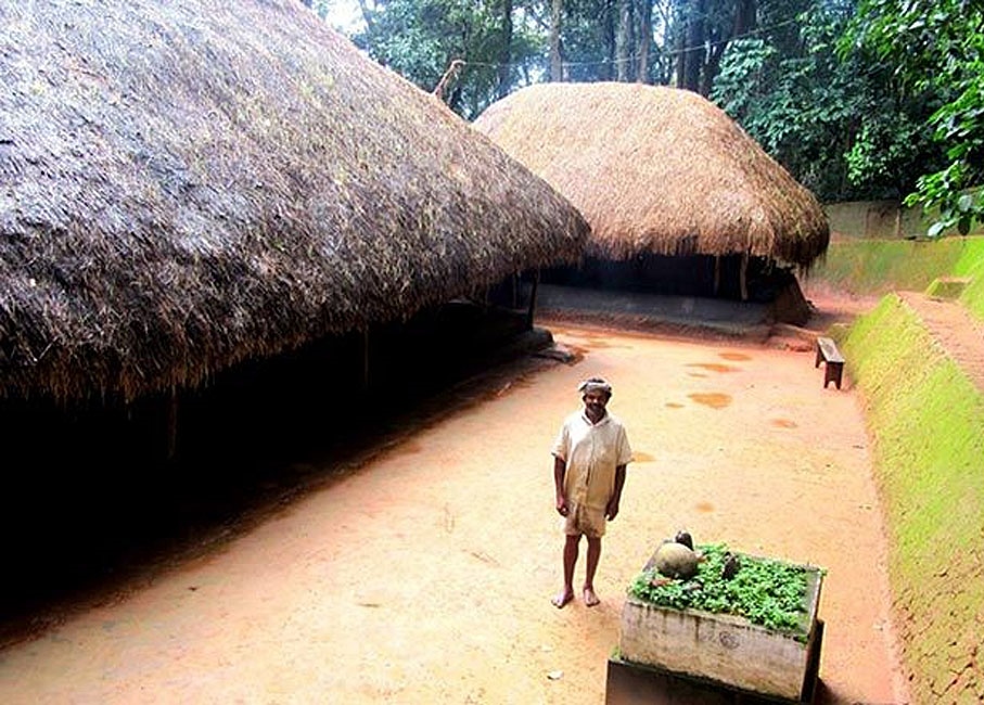 Kerala Tribal Man, A Guardian Of Over 50 Indigenous Paddy Seeds Wins ...