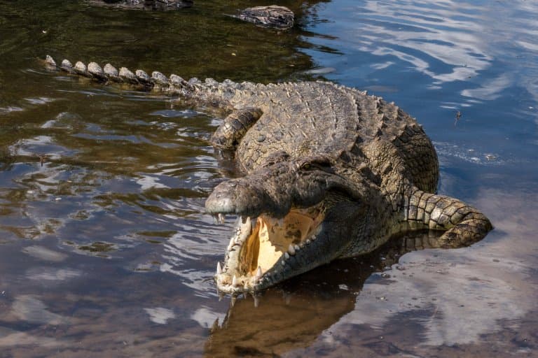 Shocking: Man Bites 10-Foot Crocodile On Its Eyelid In Australia After ...