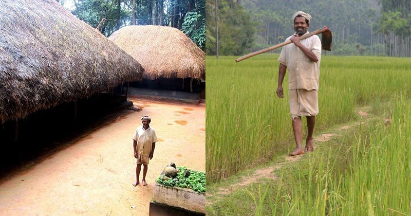 Kerala Tribal Man, A Guardian Of Over 50 Indigenous Paddy Seeds Wins ...