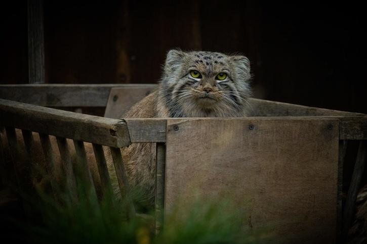 One Of The Rare Wild Cat Breed Found Living On Mount Everest, Reveals ...