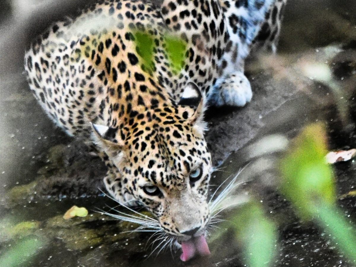 From Delhi NCR To Bengaluru: Panic Among Residents As Leopards Sighted ...