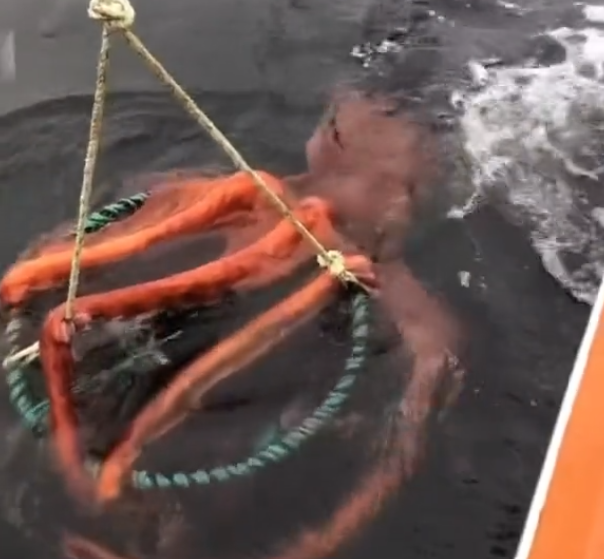 Giant Pacific Octopus Got Stuck On A Prawn Trap