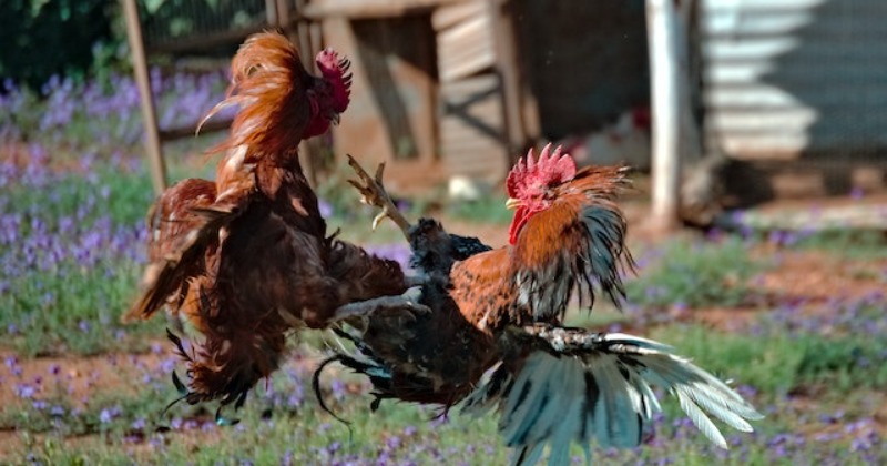 Viral: Two Men Lose Their Lives After Roosters Attacks Them During ...