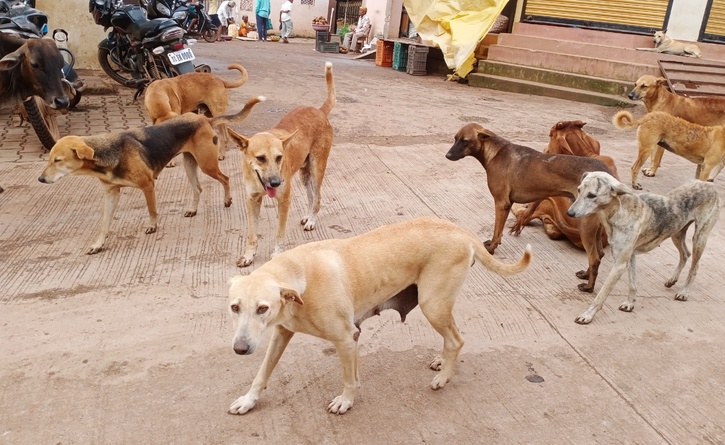 Bihar: Authorities Hunt Stray Dog Which Injured More Than 70 People In An Attack Spree