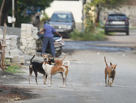 Bihar: Authorities Hunt Stray Dog Which Injured More Than 70 People In ...