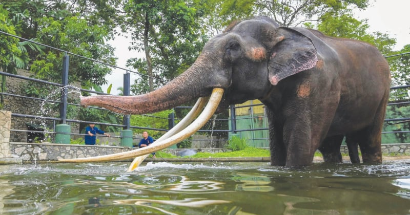 The Story Of Muthu Raja, The Thai Elephant That Was Gifted To Sri Lanka ...