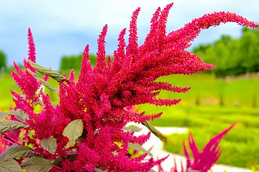 Growing Amaranthus: A Guide To Cultivating Beautiful And Nutritious Plants