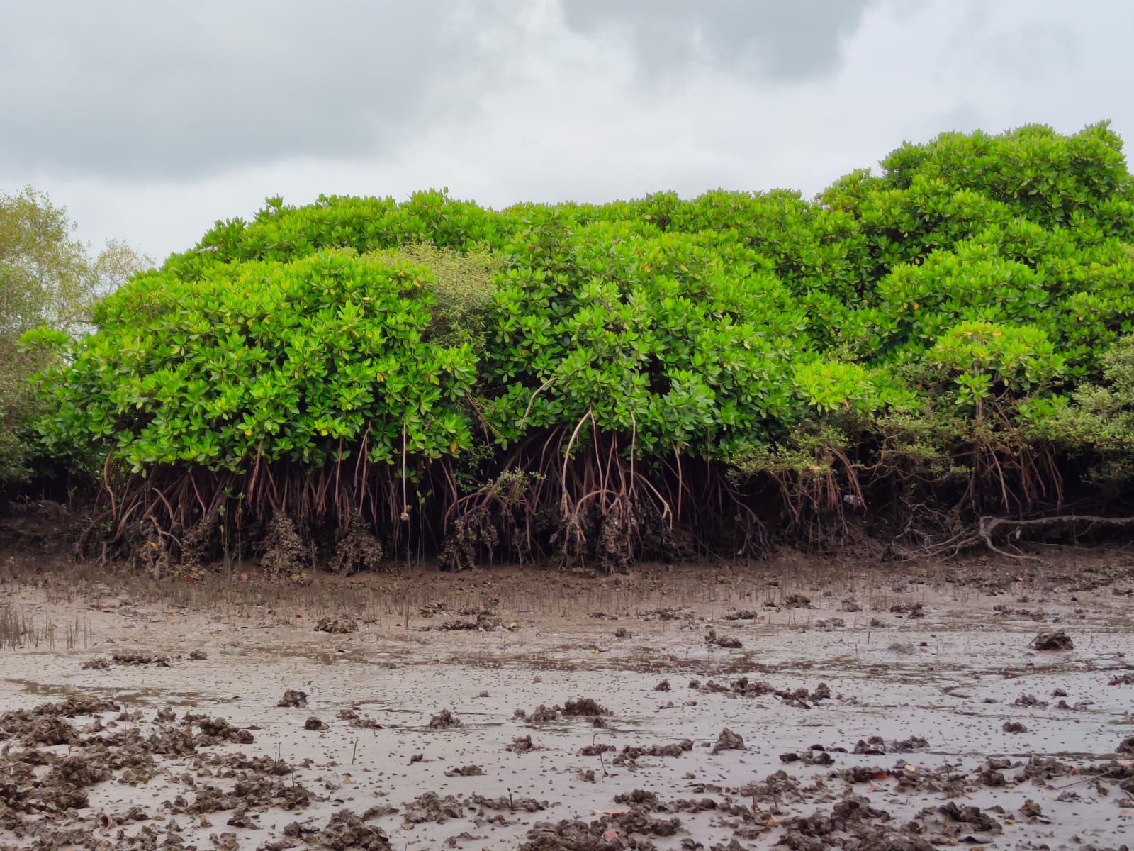 Rain Patterns Are Changing, It's High Time We Start Building Our ...