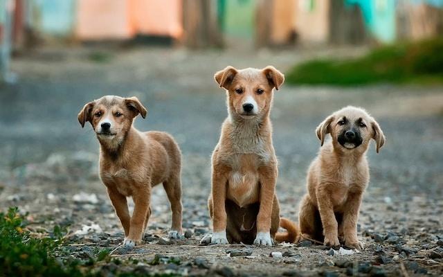 Canine Parvovirus (CPV): A Grave Threat To Dogs - Causes, Symptoms ...