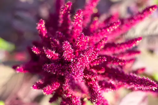 Growing Amaranthus: A Guide To Cultivating Beautiful And Nutritious Plants