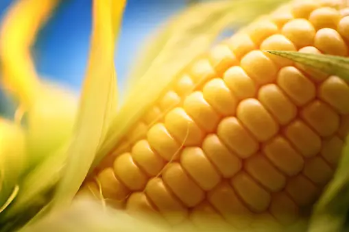 How To Grow Sweetcorn In The Kitchen: A Guide To Indoor Cultivation