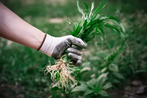 Natural Ways Of Removing Weeds From The Garden