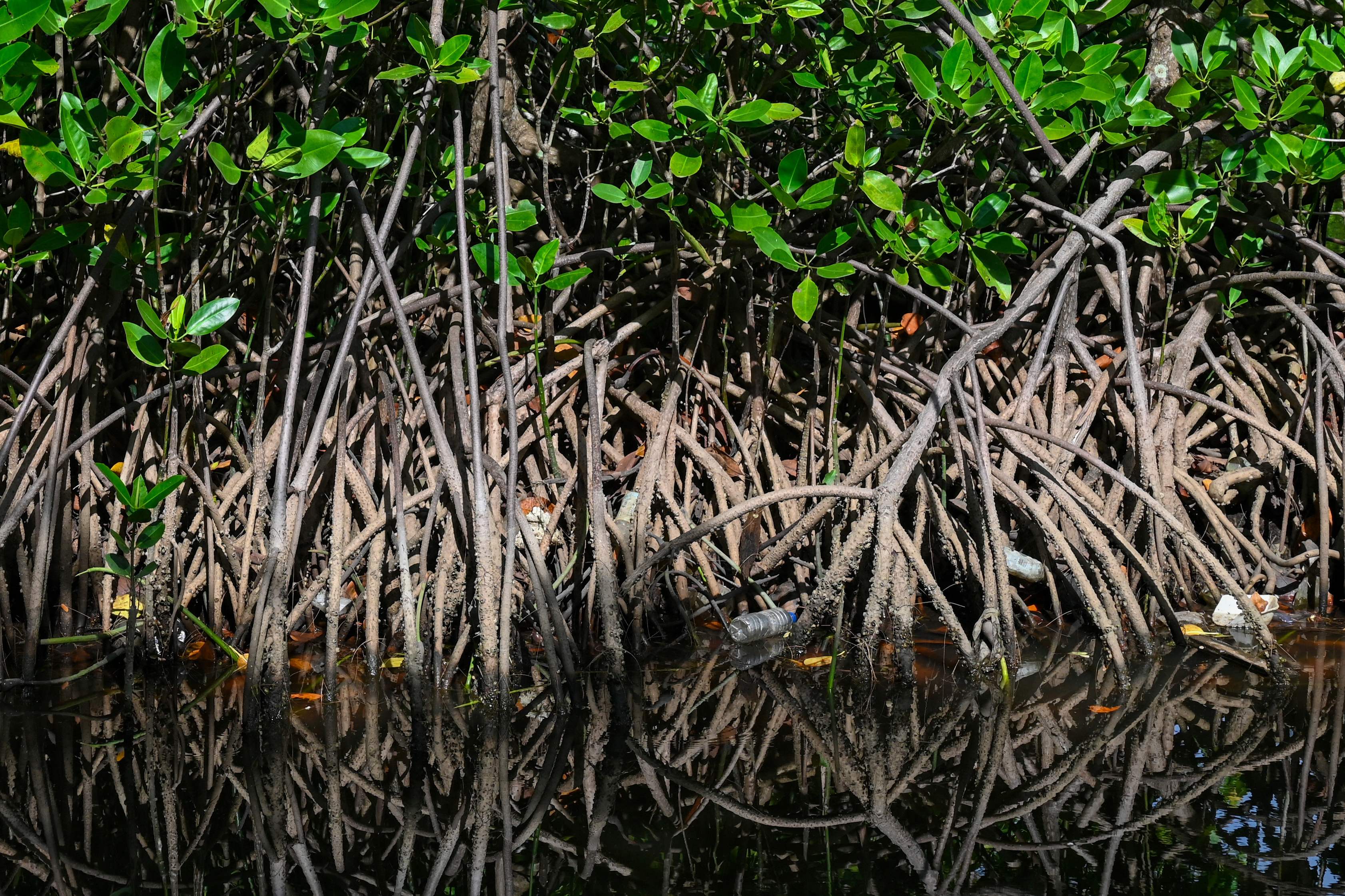 From Natural Barrier To Habitat For Marine Life, Mangroves Play Several ...