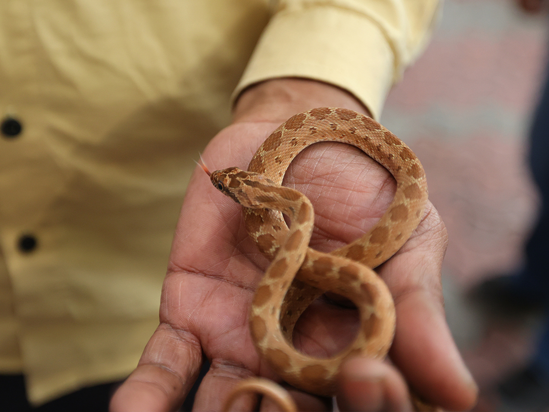 6-Foot-Long Python, Cobra Among Snakes Rescued From Delhi After Heavy Rains