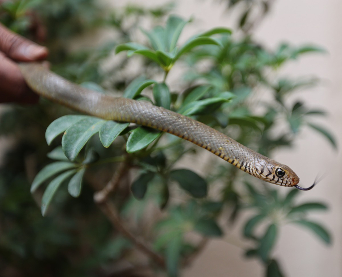 6-Foot-Long Python, Cobra Among Snakes Rescued From Delhi After Heavy Rains