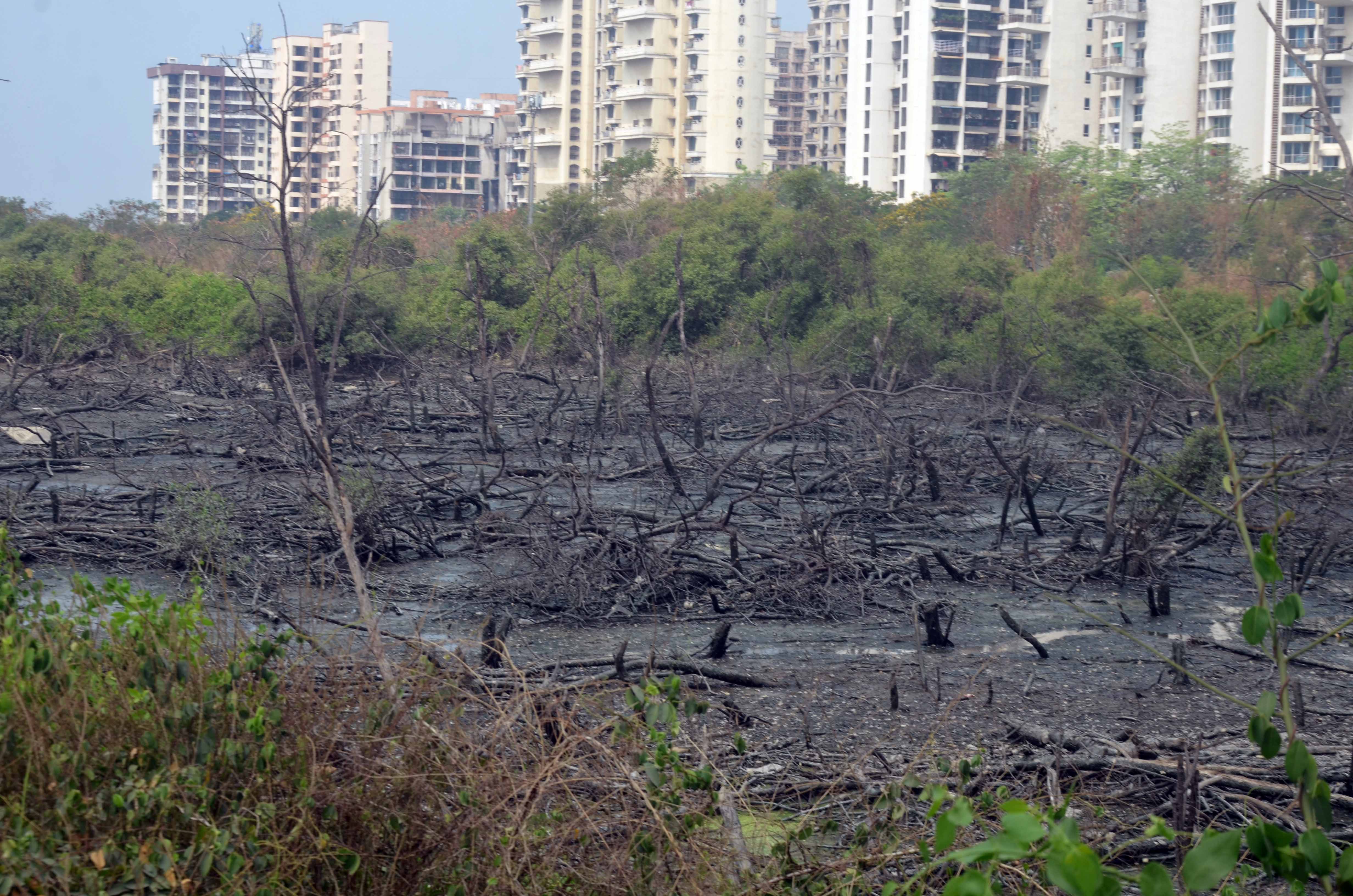 From Natural Barrier To Habitat For Marine Life, Mangroves Play Several ...