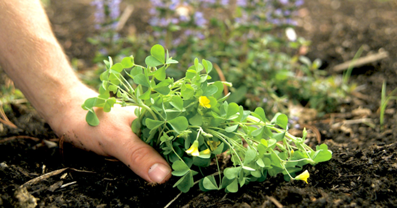 Natural Ways Of Removing Weeds From The Garden