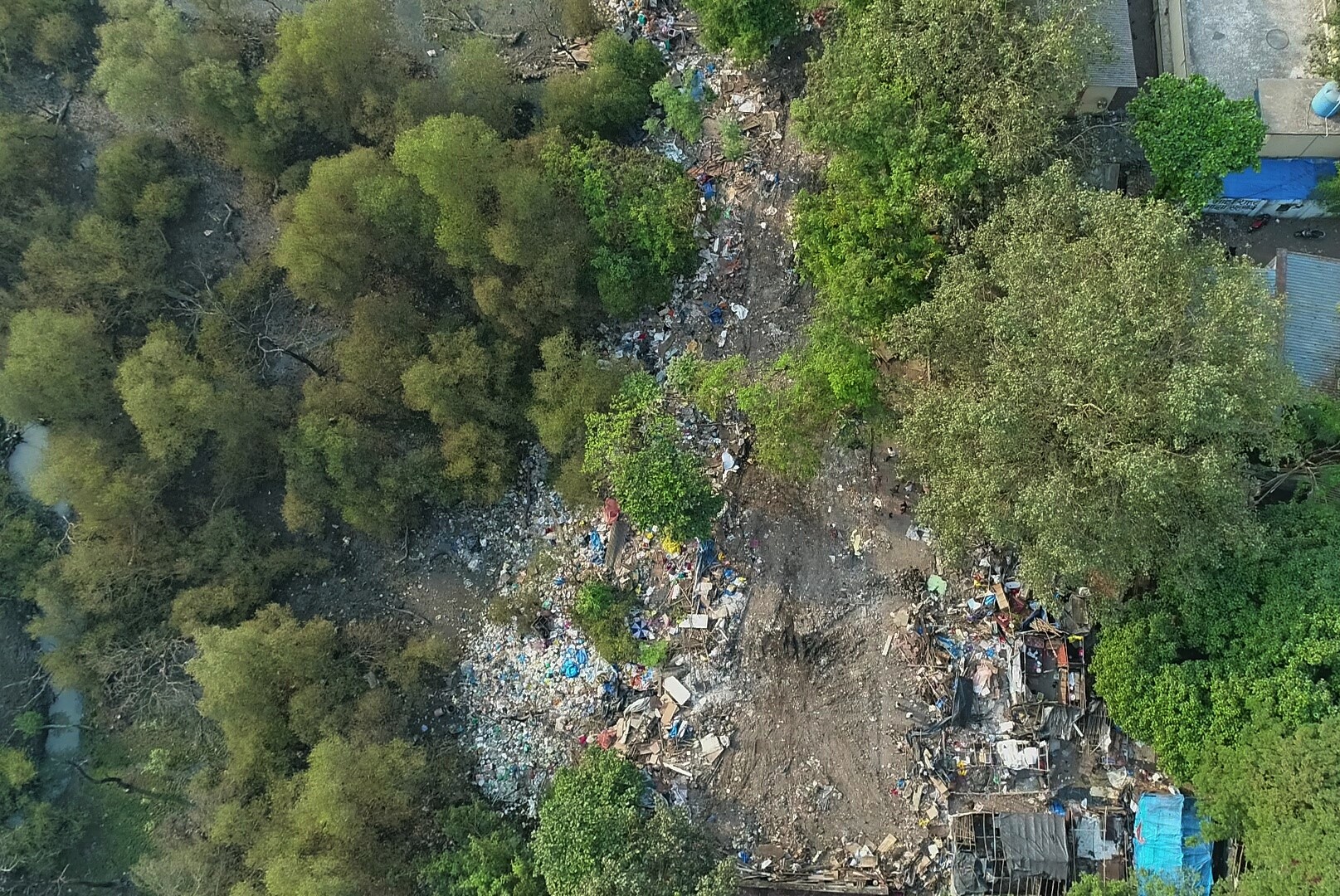 From Natural Barrier To Habitat For Marine Life, Mangroves Play Several ...