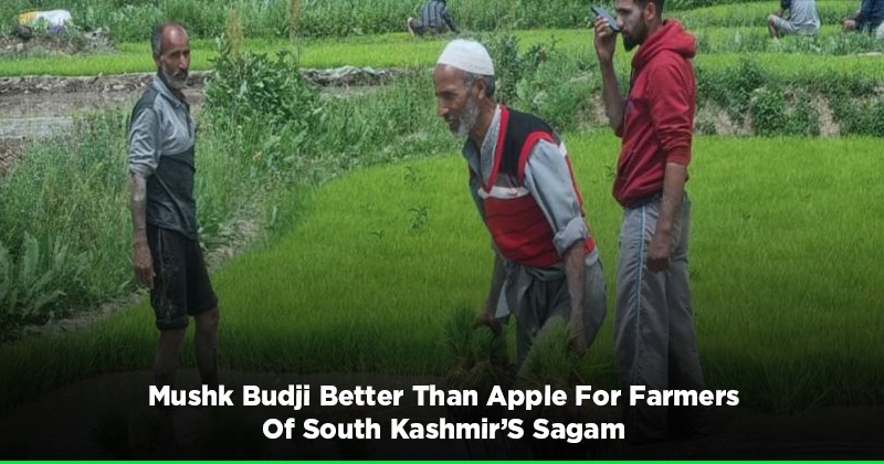 Mushk Budji Better Than Apple For Farmers Of South Kashmir’s Sagam