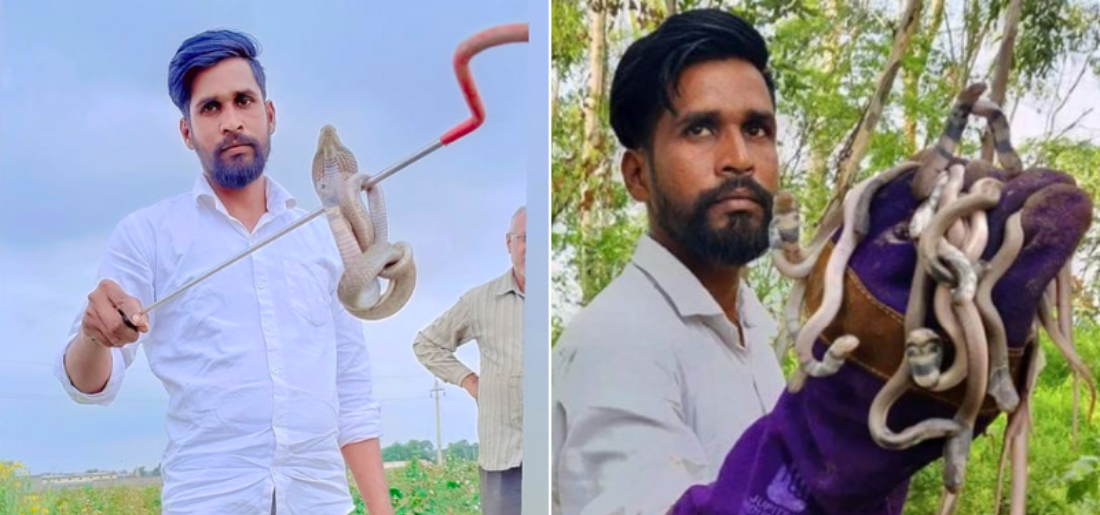 Snake Rescuer From Haryana Bitten 9 Times
