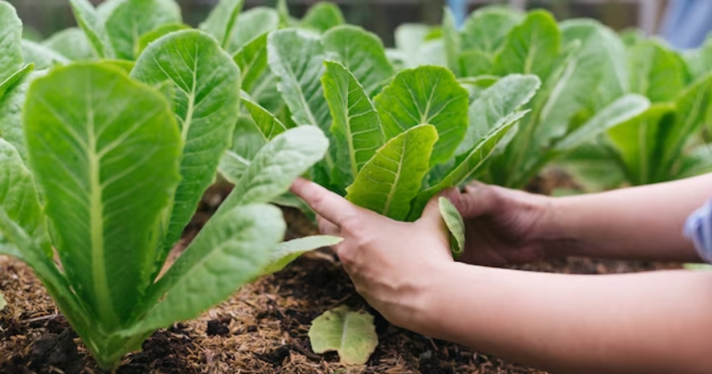 Gardening Tips: The Ultimate Guide To Pruning Vegetables And Herbs In India