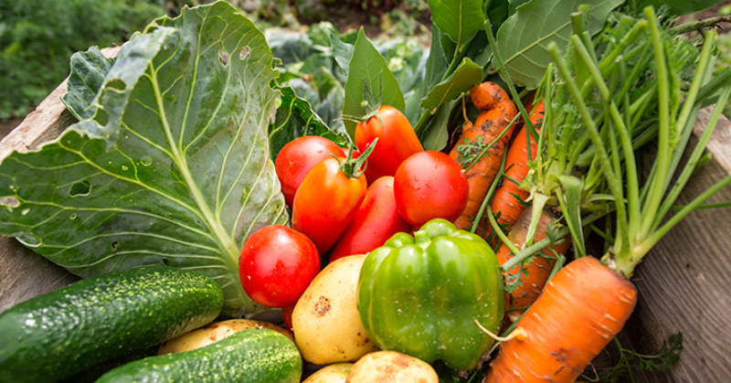 Food Gardening: How It Can Help You Save Money