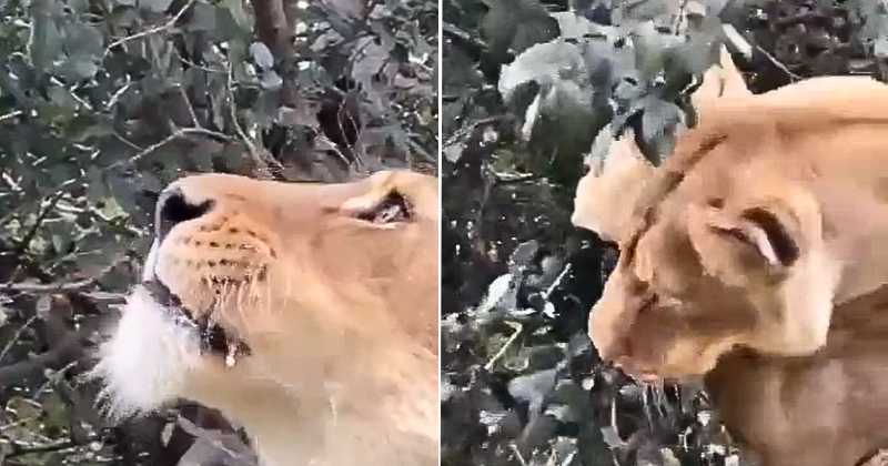 Watch Lioness Munch On Leaves In Viral Video